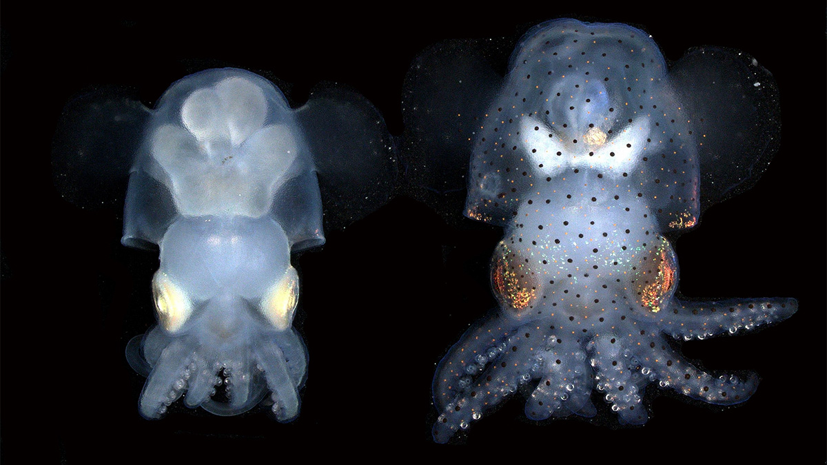 See-through Squid Lets Scientists Study Cephalopod Nervous System ... See-through Squid Lets Scientists Study Cephalopod Nervous System ...
